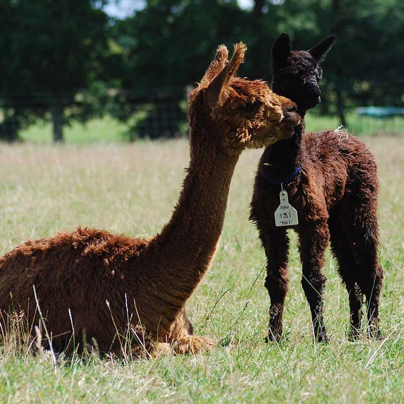 Sales & Breeding - Alpaca Evolution